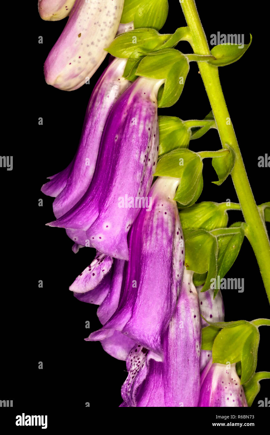 Purple Foxglove, Medicine Plant Stock Photo - Alamy