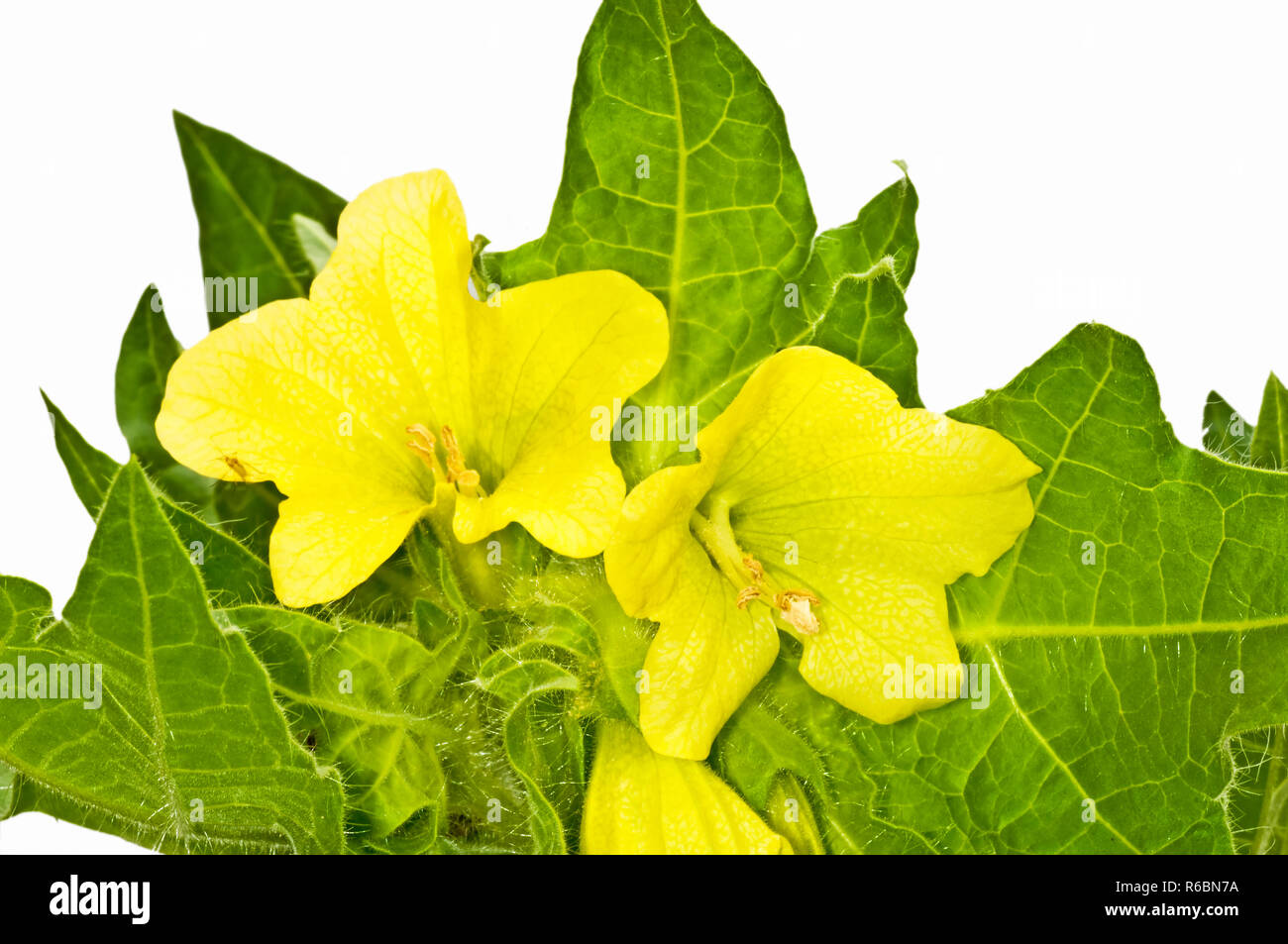 Yellow Henbane, Medieval Medicine Plant Stock Photo - Alamy