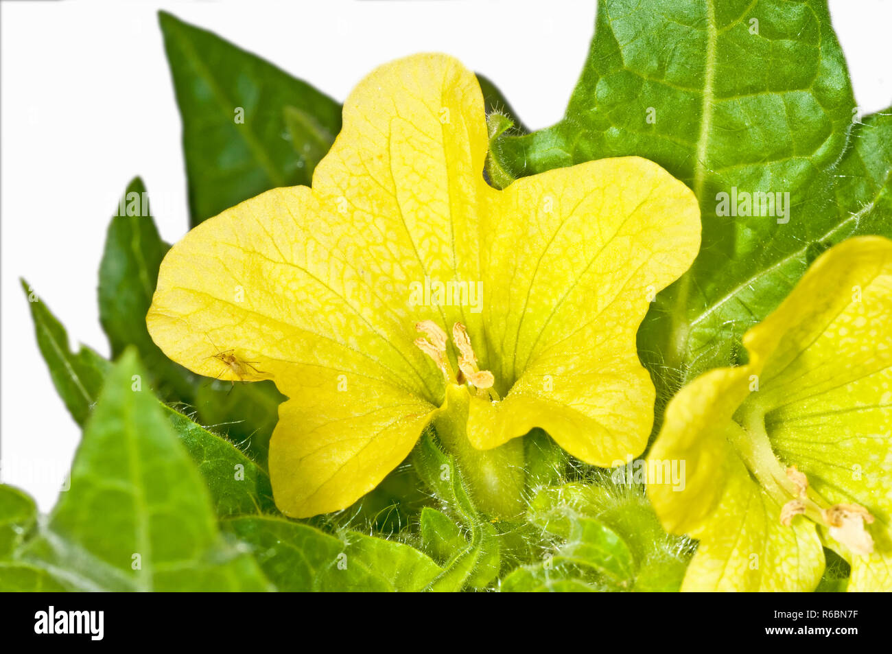 Yellow Henbane, Medieval Medicine Plant Stock Photo - Alamy