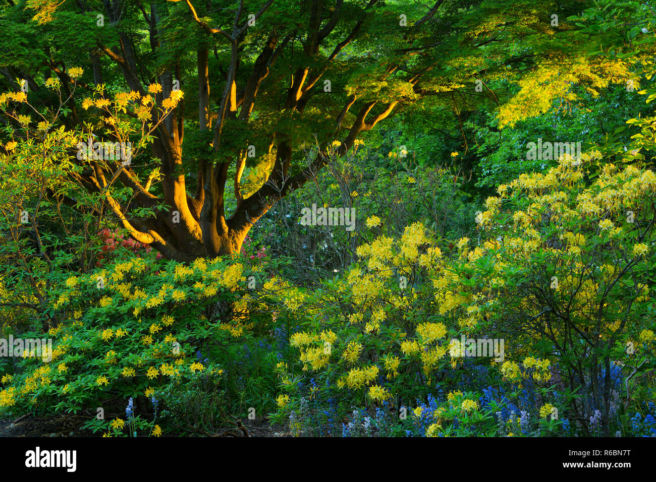 Beacon hill park rhododendrons rhododendron hi-res stock photography ...