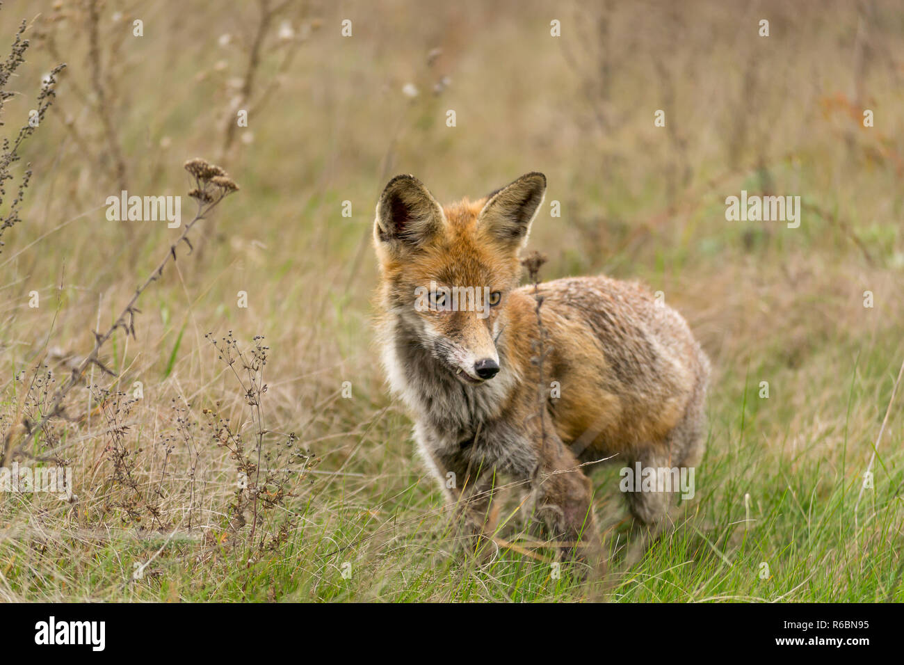 Beautiful red fox looking to the camera Stock Photo - Alamy