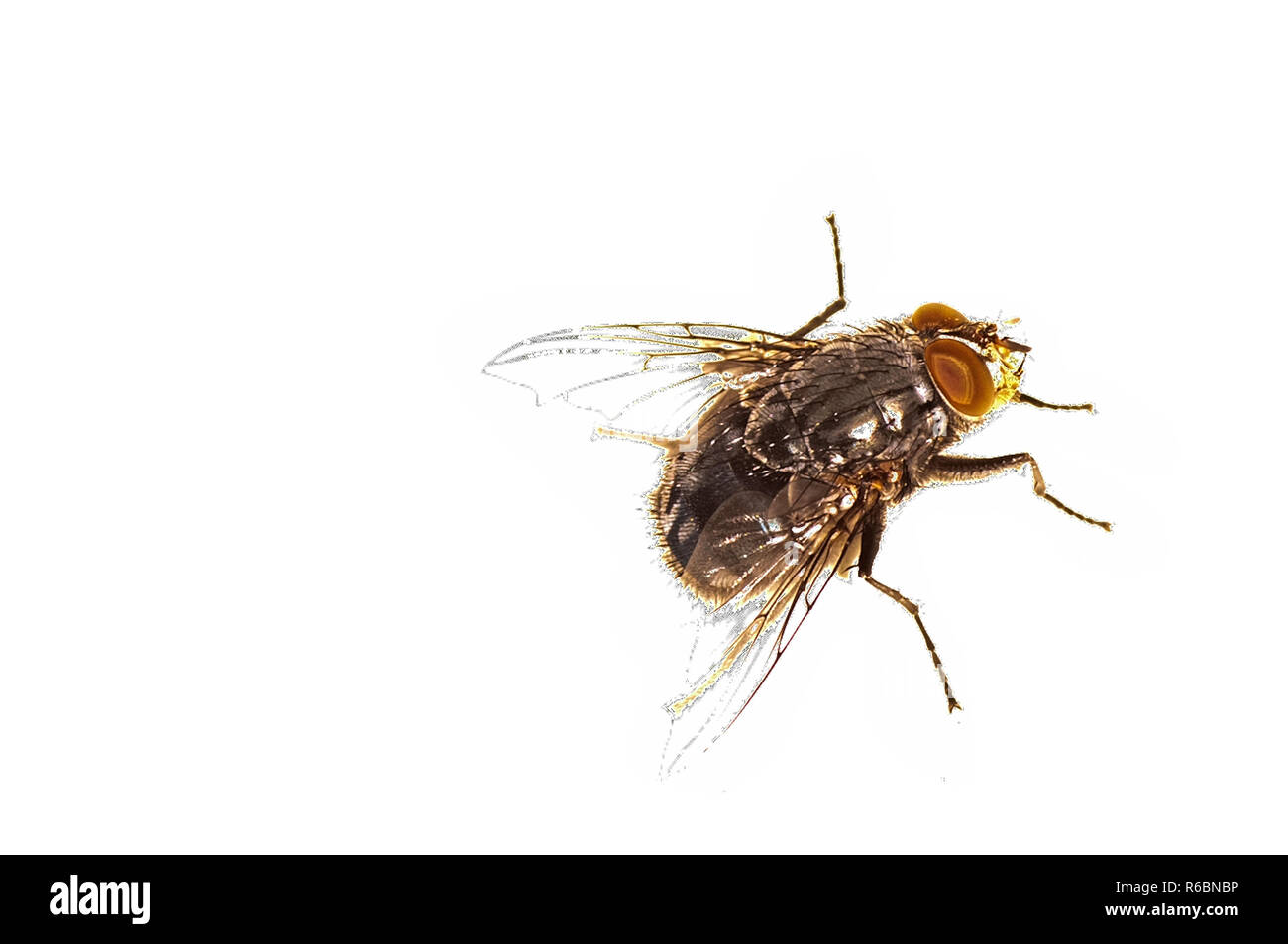 Fly Stock Photo - Alamy