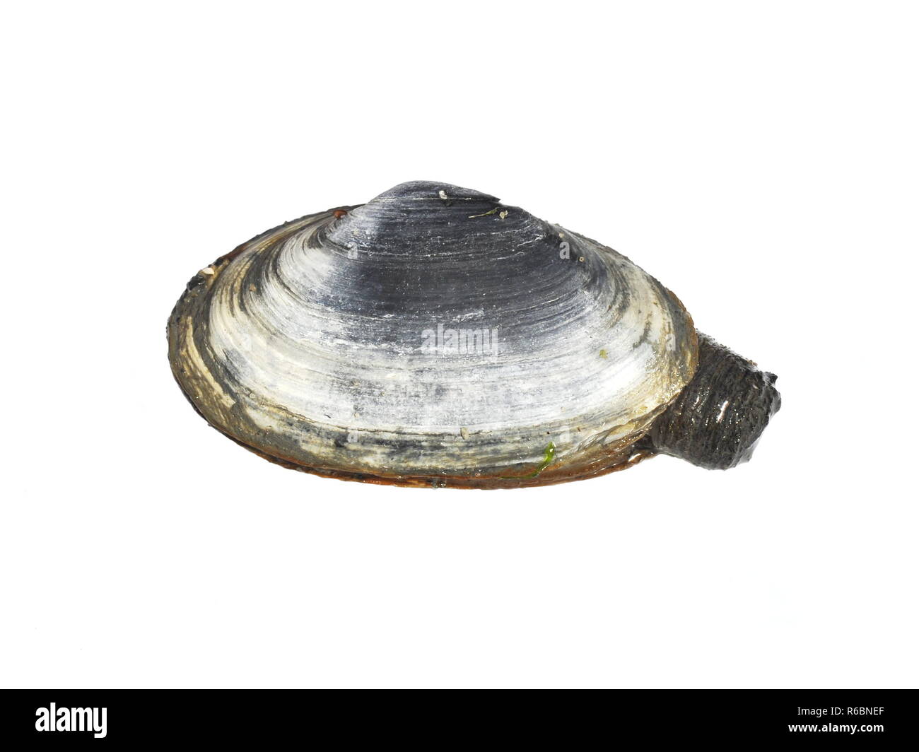 The sand gaper clam Mya arenaria isolated on white background Stock ...