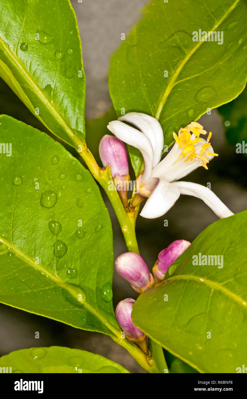 Close up white lemon blossoms hi-res stock photography and images - Alamy