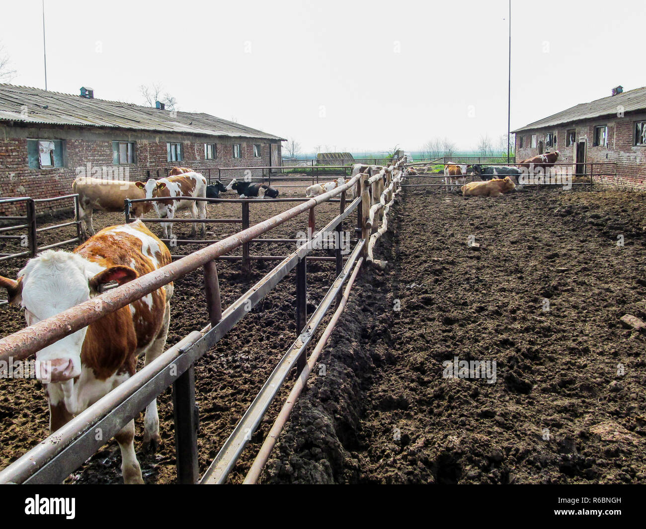 the old cow farm with the muddy paddock Stock Photo - Alamy