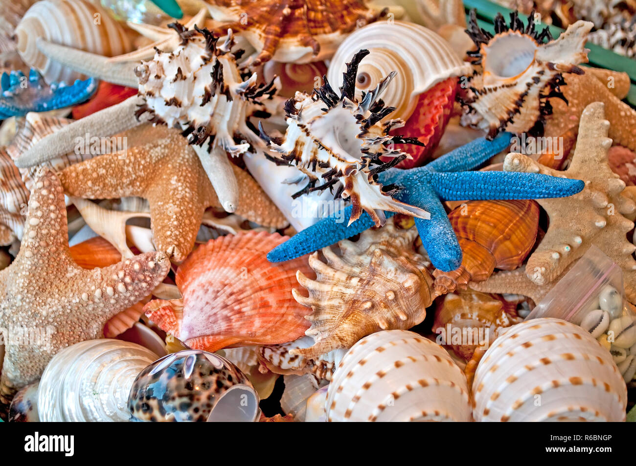 Whole Seashells High Resolution Stock Photography and Images - Alamy