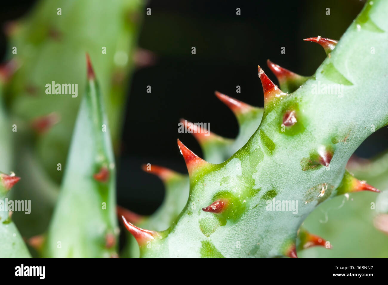 Cap Aloe With Thorns Stock Photo - Alamy