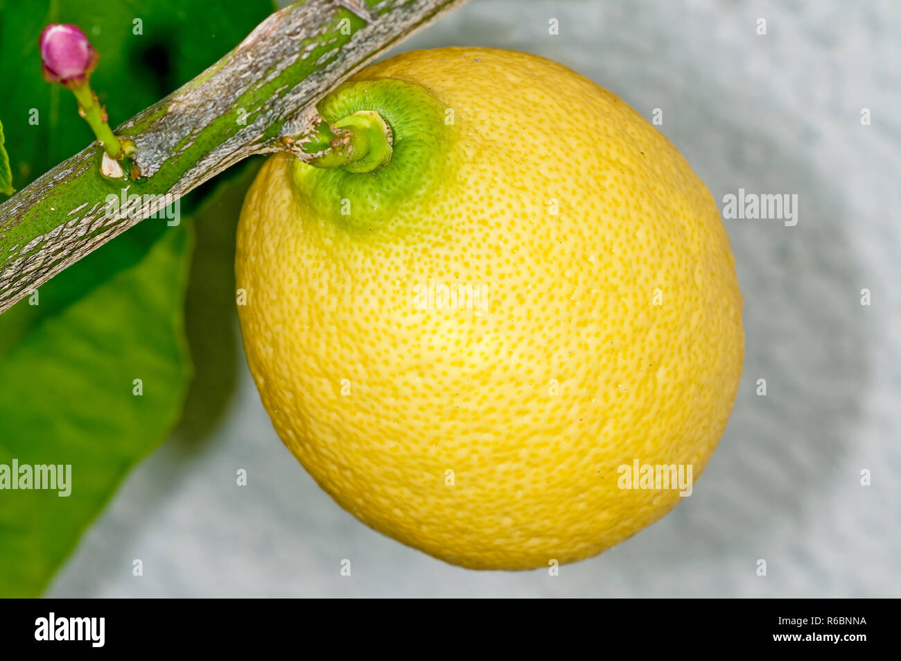 Citron Tree High Resolution Stock Photography and Images - Alamy