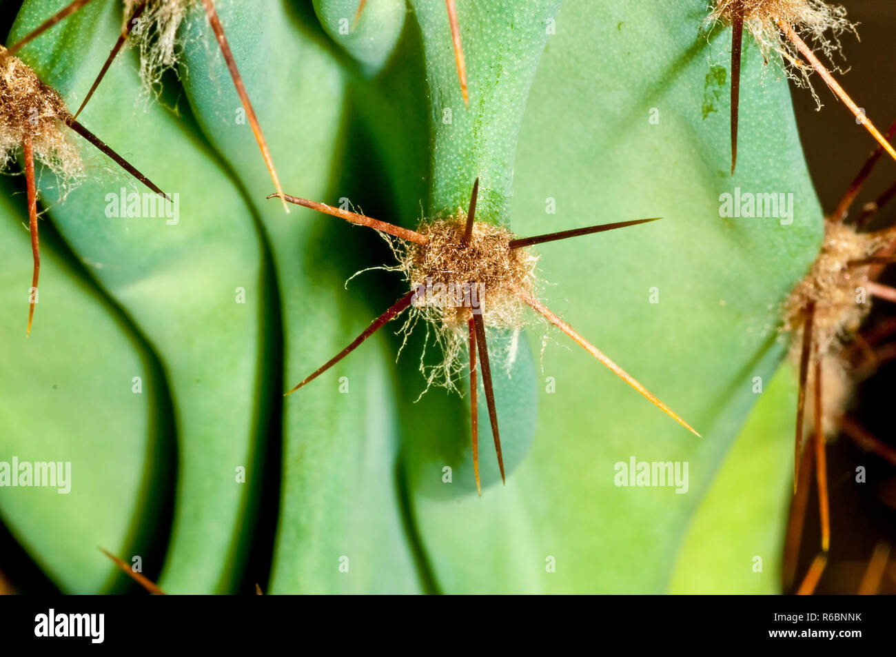 Cactus With Thorns Stock Photo - Alamy