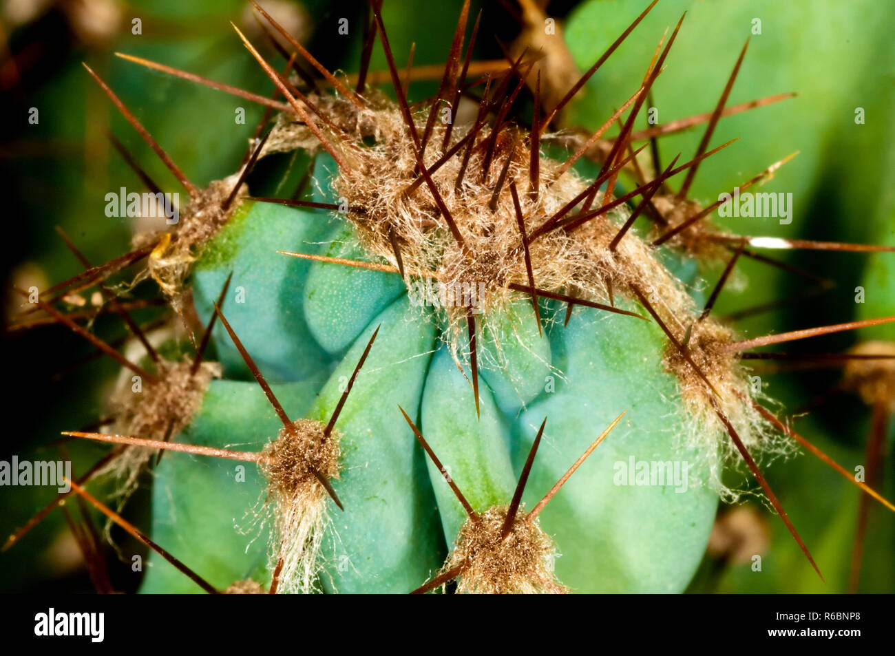 Cactus With Thorns Stock Photo - Alamy