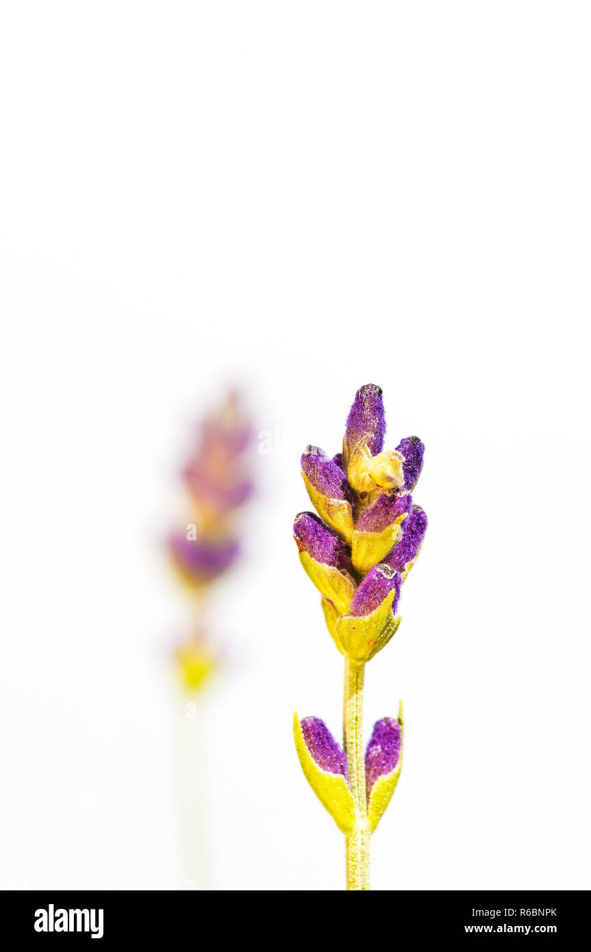 Single lavender flower Cut Out Stock Images & Pictures - Alamy