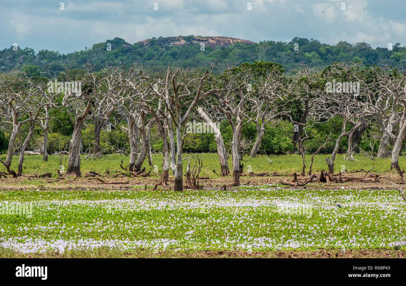 Sri lanka swamp landscape hi-res stock photography and images - Alamy
