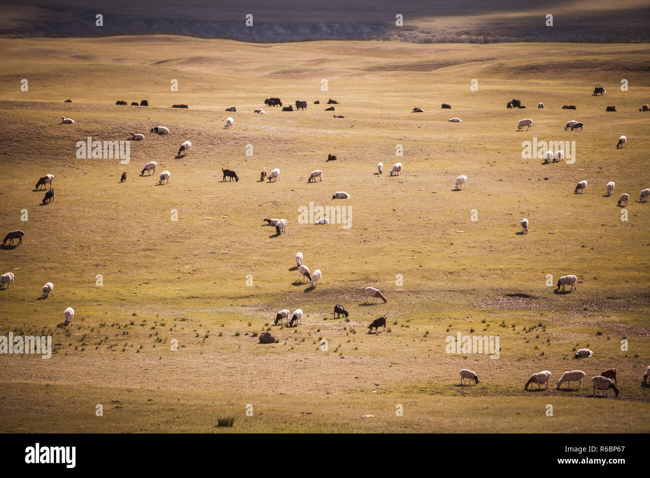 Sheep goats goat mongolia hi-res stock photography and images - Alamy