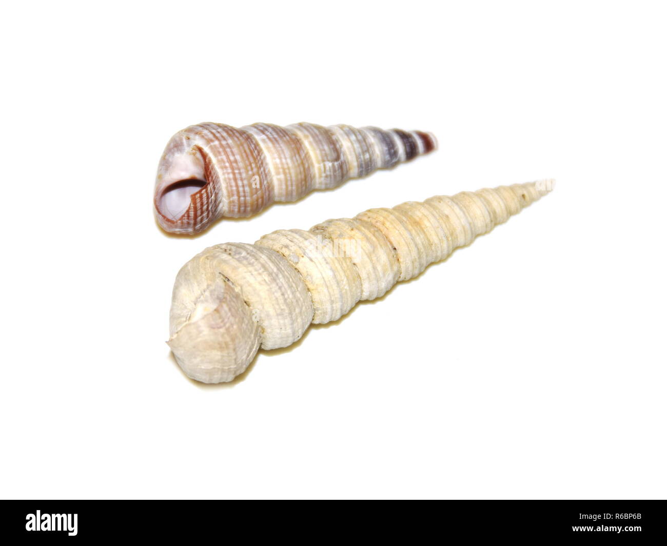 Tower shell snail shell hi-res stock photography and images - Alamy