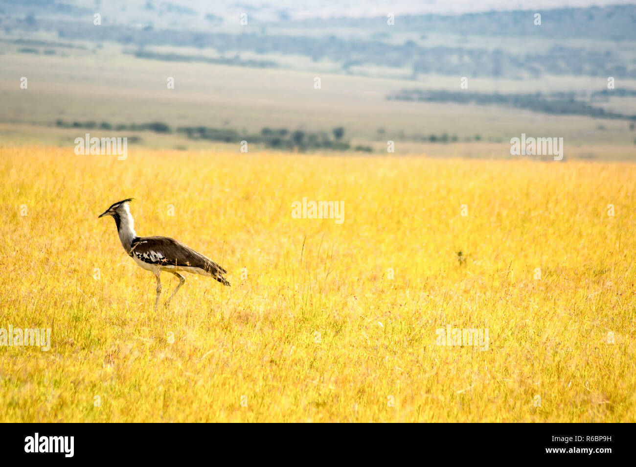 Secretary Bird or Secretary Bird (Sagittarius snake) in the savannah of ...