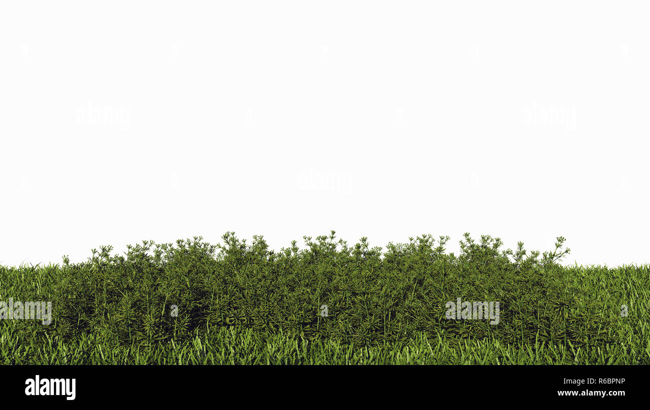 3d rendering of a horizontal seamless bushes Stock Photo - Alamy