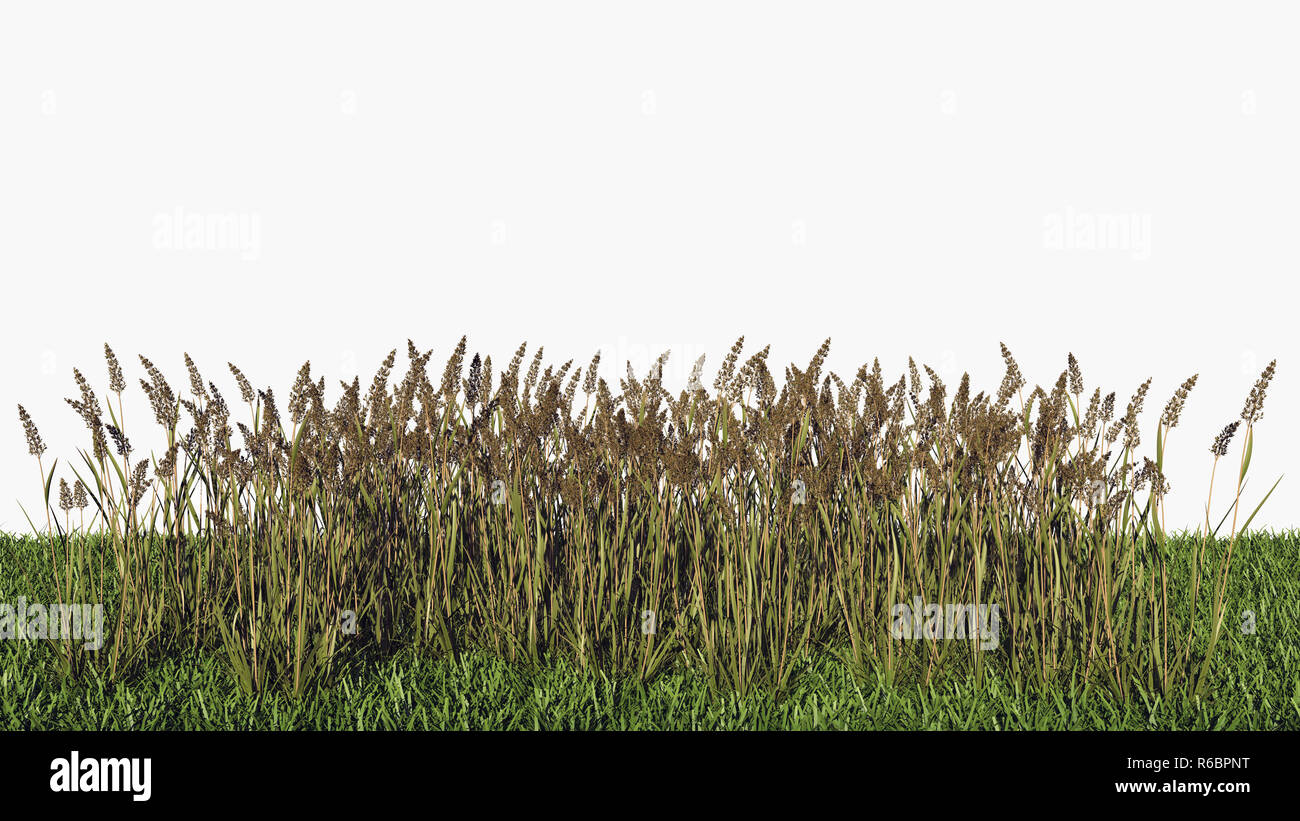 3d rendering of a horizontal seamless bushes Stock Photo - Alamy