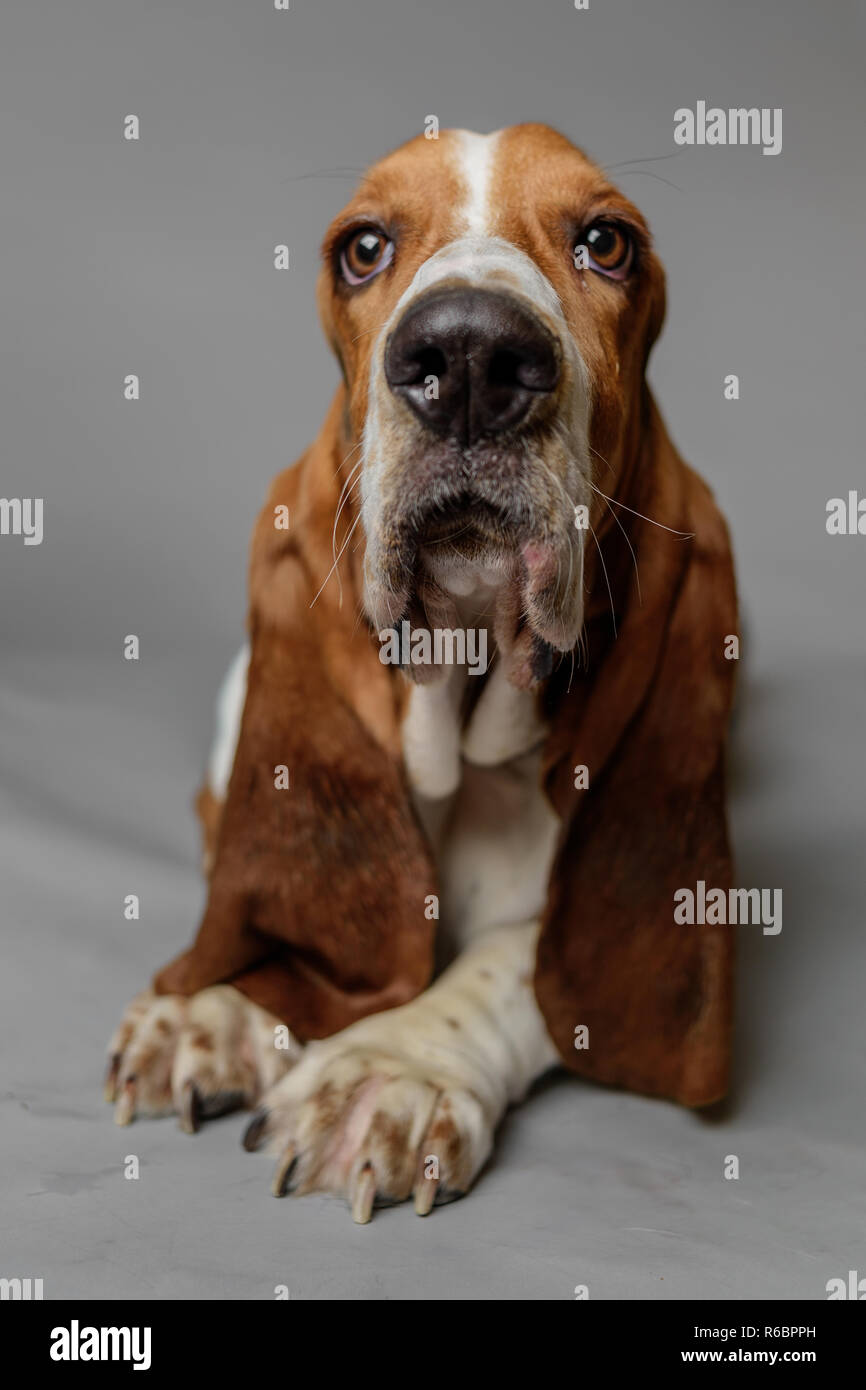 A basset hound poses in a studio with grey background Stock Photo - Alamy
