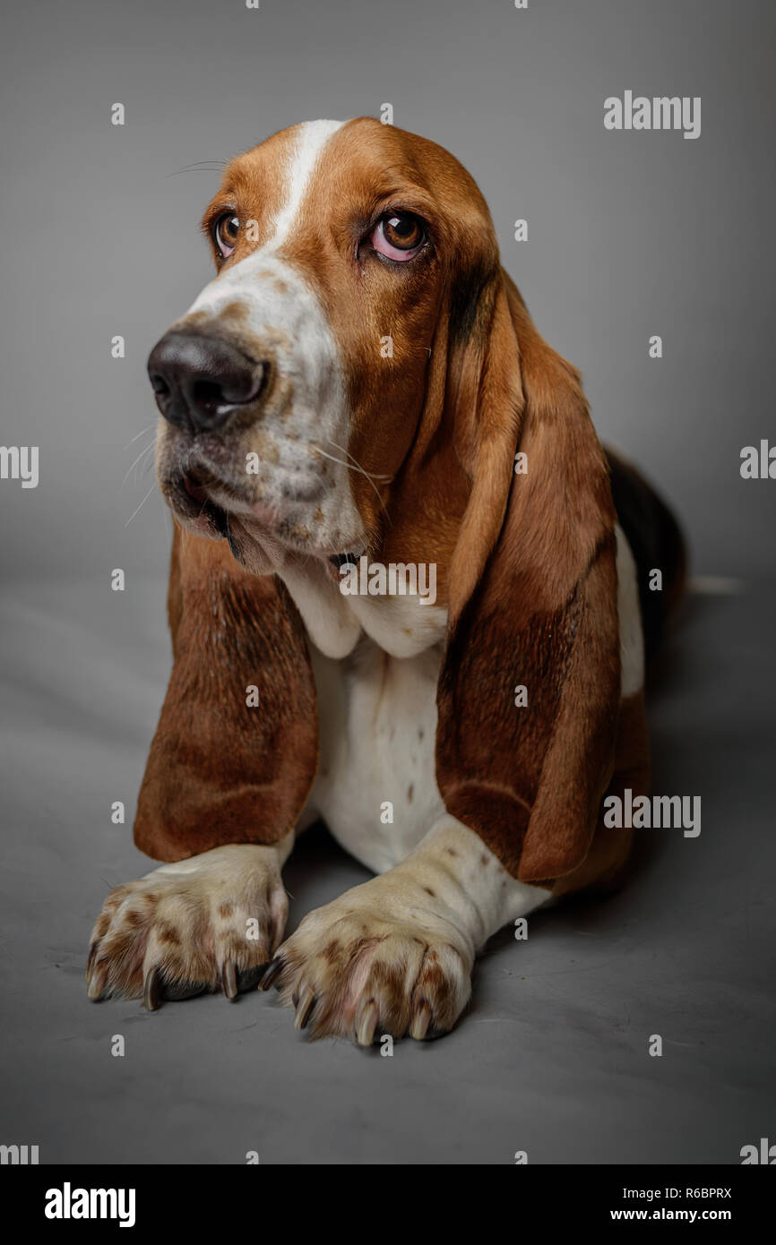 Grey Basset Hound
