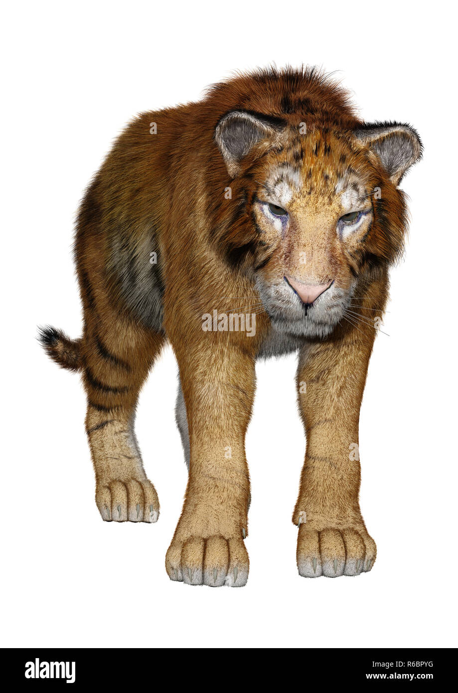 3D Rendering Big Cat Tiger on White Stock Photo - Alamy