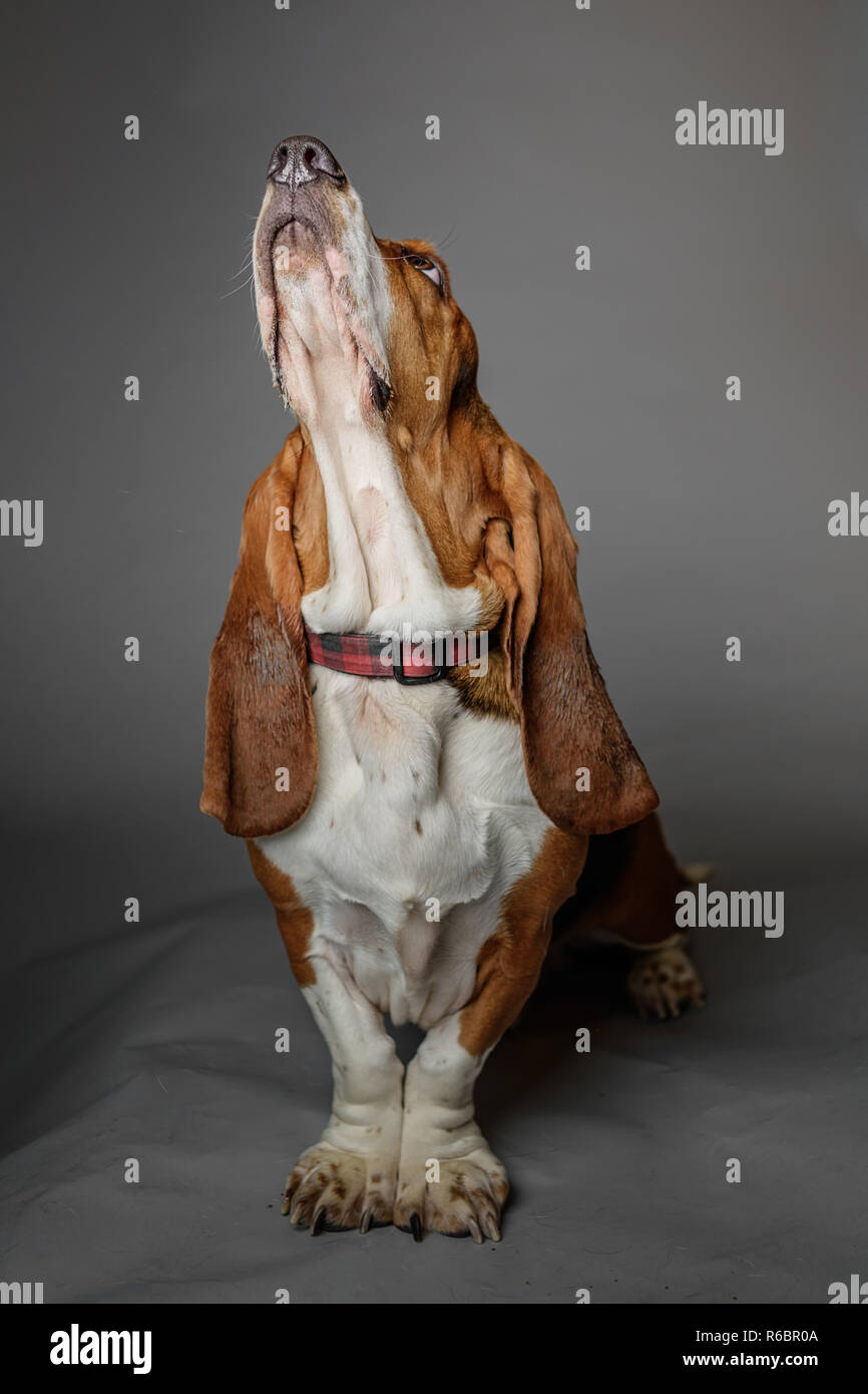 A basset hound poses in a studio with grey background Stock Photo - Alamy