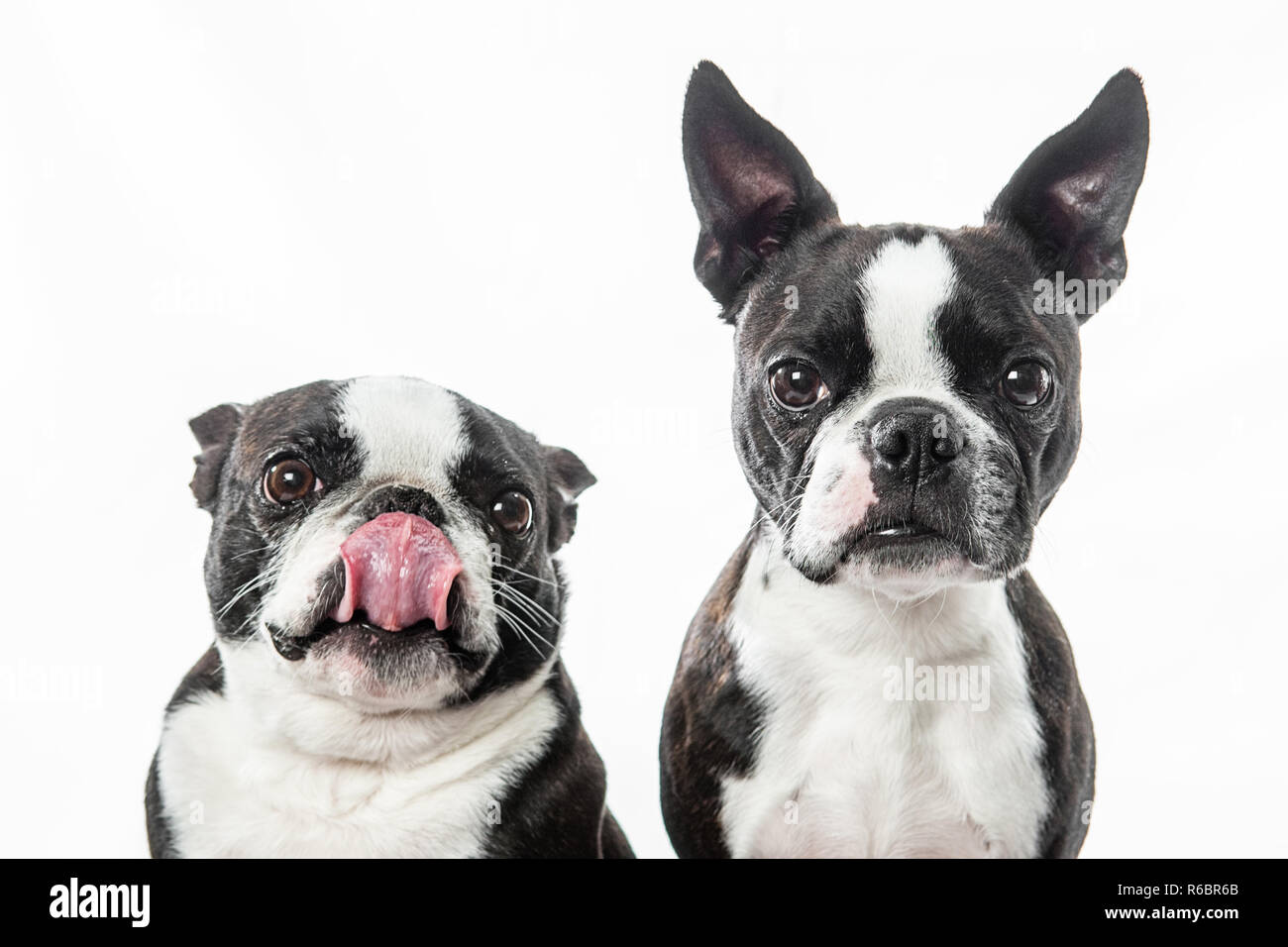 Two Boston terriers sit side by side in a studio portrait with white ...