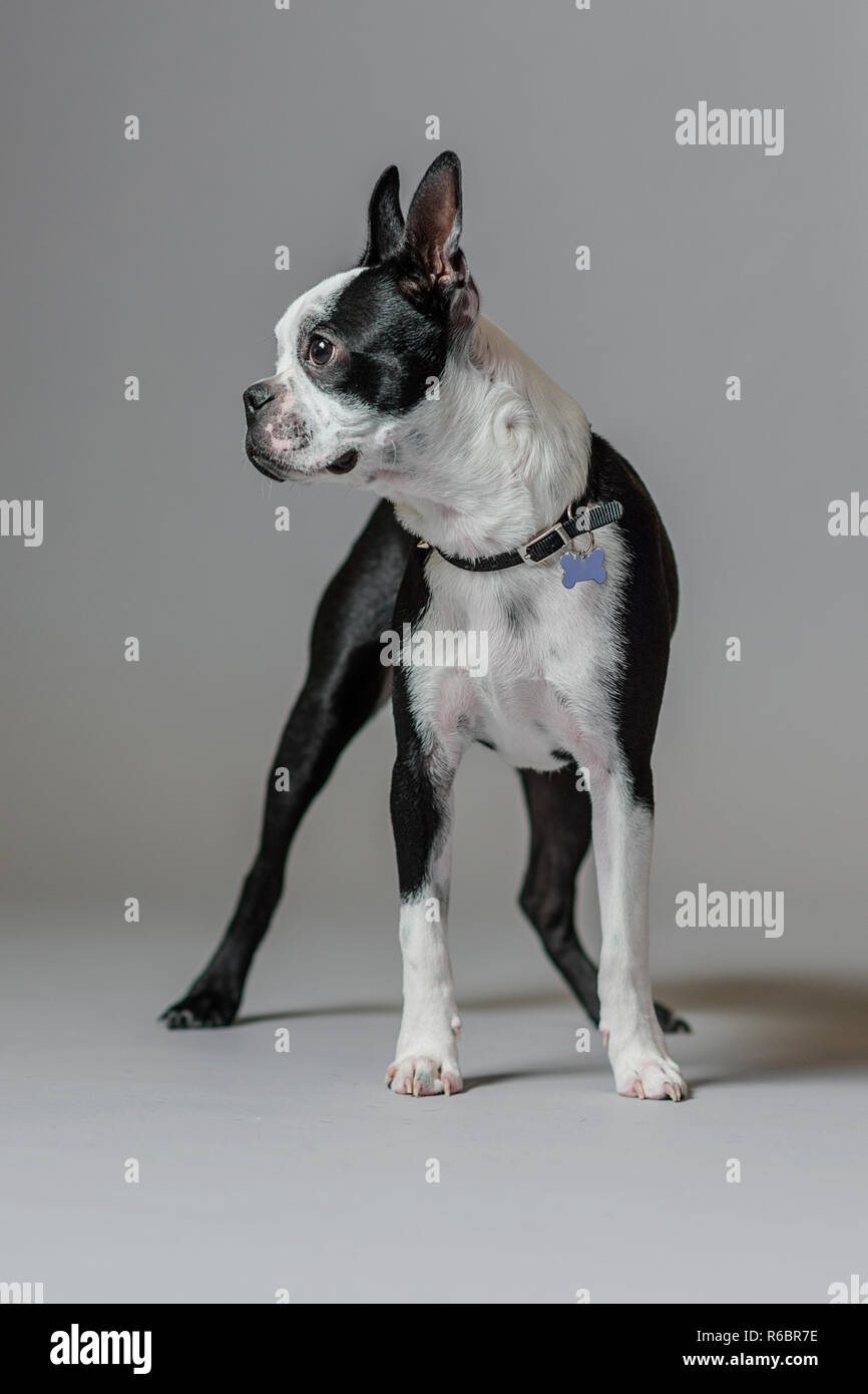 A Boston terrier poses in studio on a grey background Stock Photo - Alamy