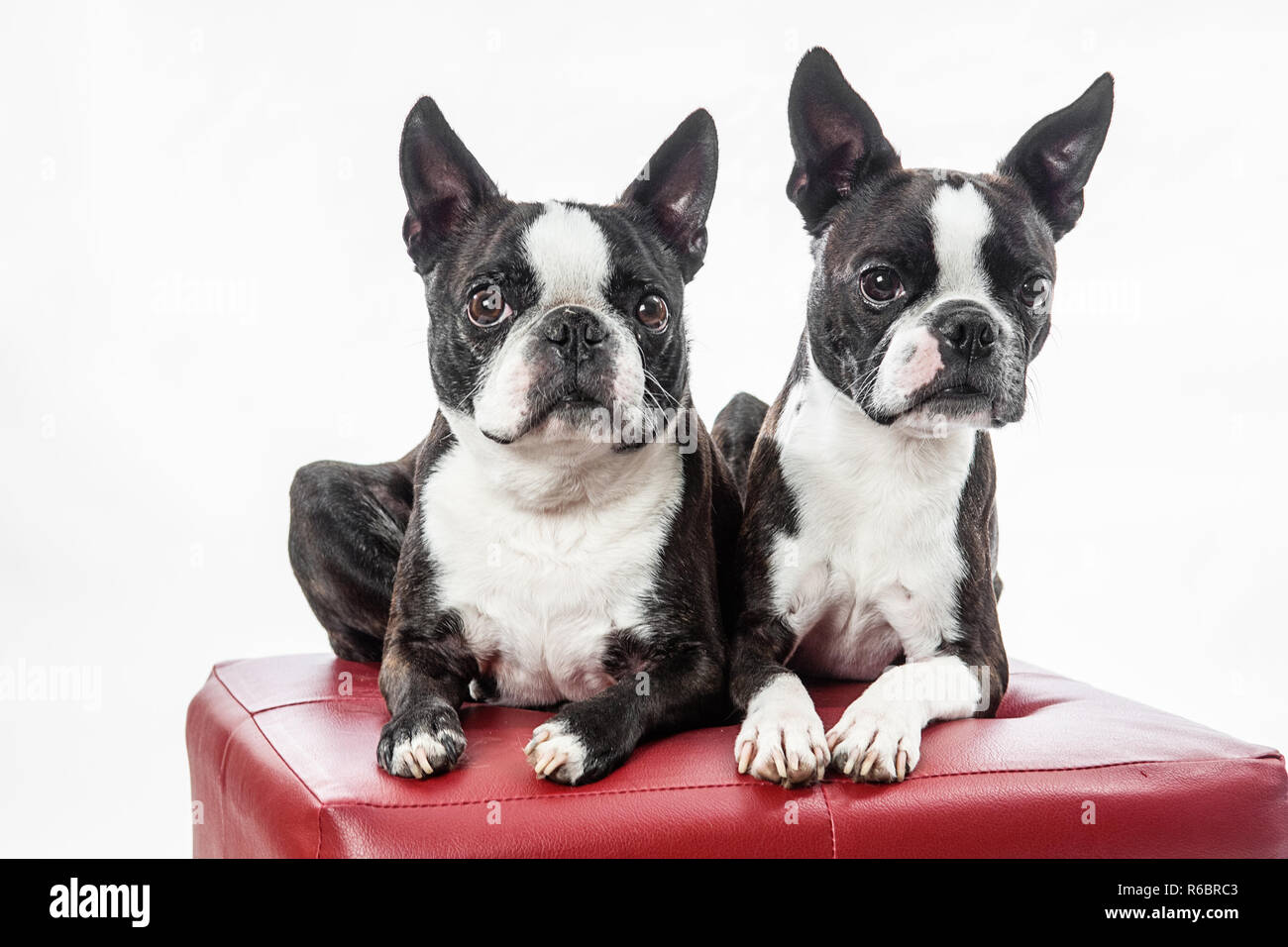 Two Boston terriers sit side by side in a studio portrait with white ...