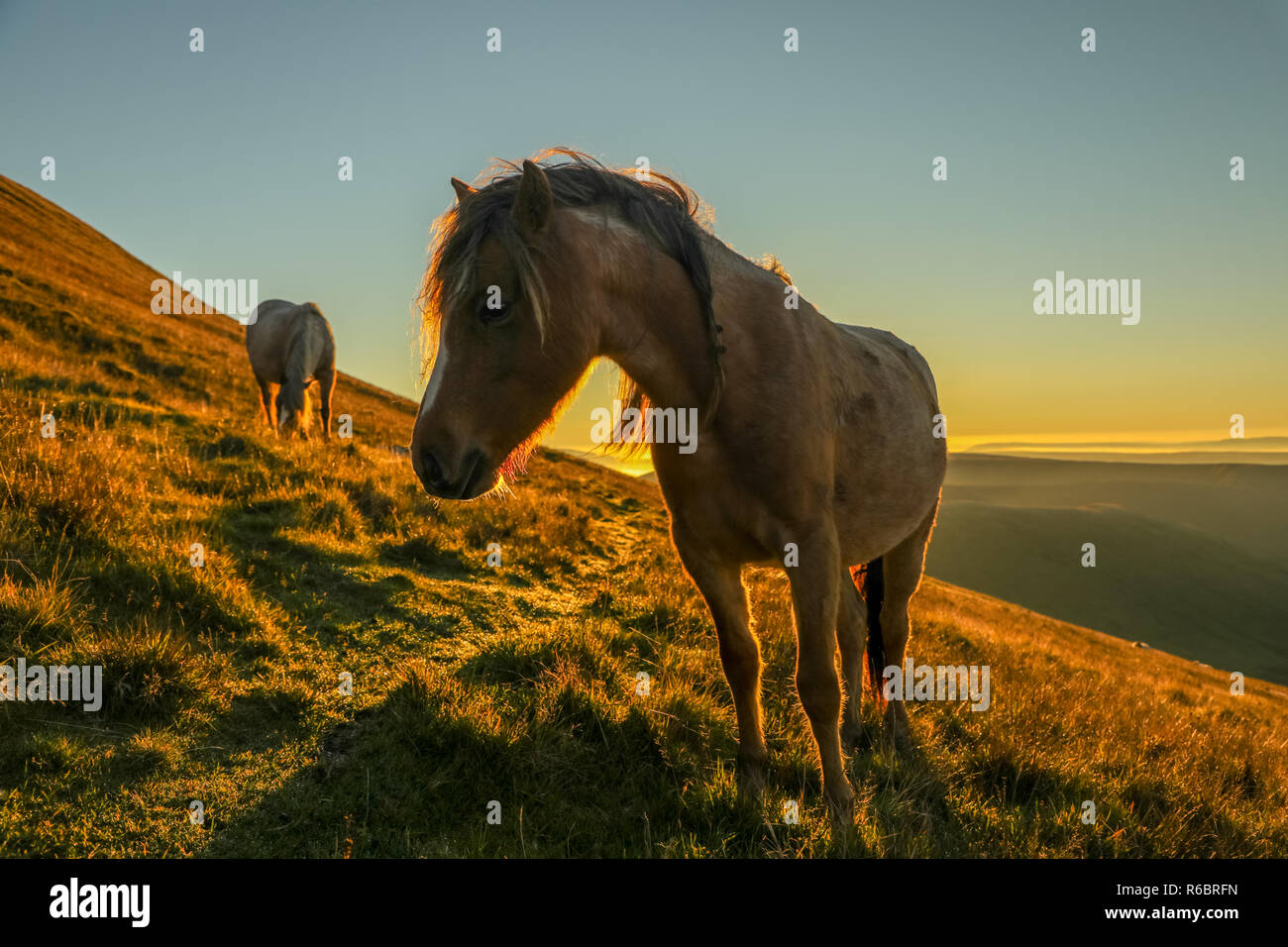 Wild welsh ponies at sunrise at the peak of Pen y Fan, the highest ...