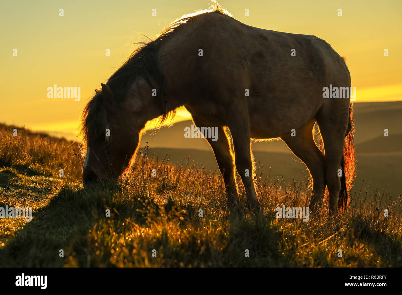Wild welsh ponies at sunrise at the peak of Pen y Fan, the highest ...