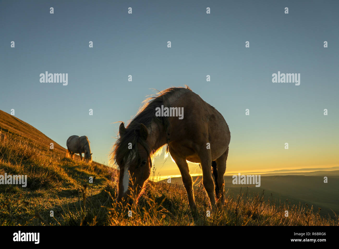 Wild welsh ponies at sunrise at the peak of Pen y Fan, the highest ...