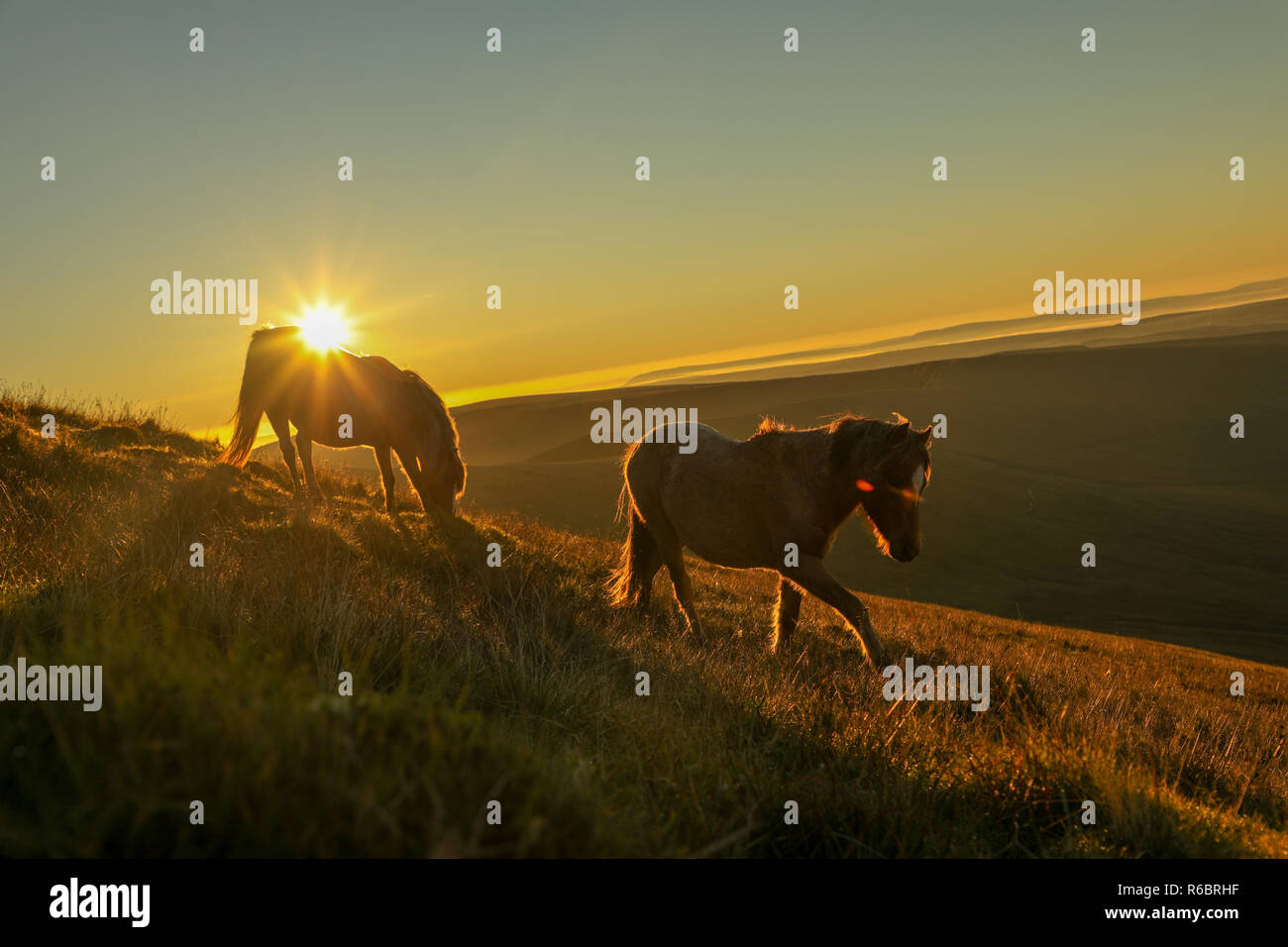 Wild welsh ponies at sunrise at the peak of Pen y Fan, the highest ...