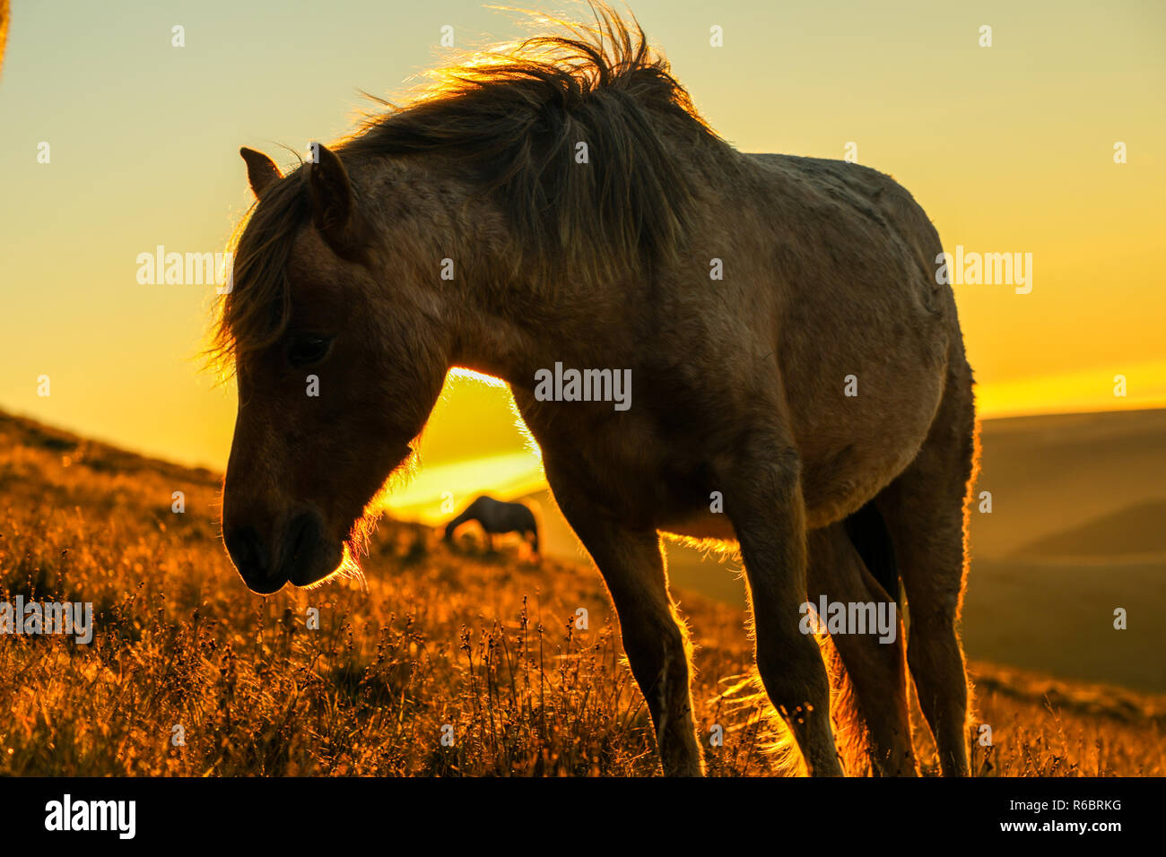 Wild welsh ponies at sunrise at the peak of Pen y Fan, the highest ...