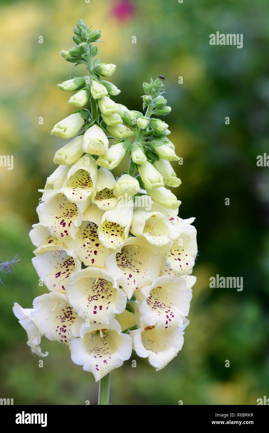 Horticutural hi-res stock photography and images - Alamy