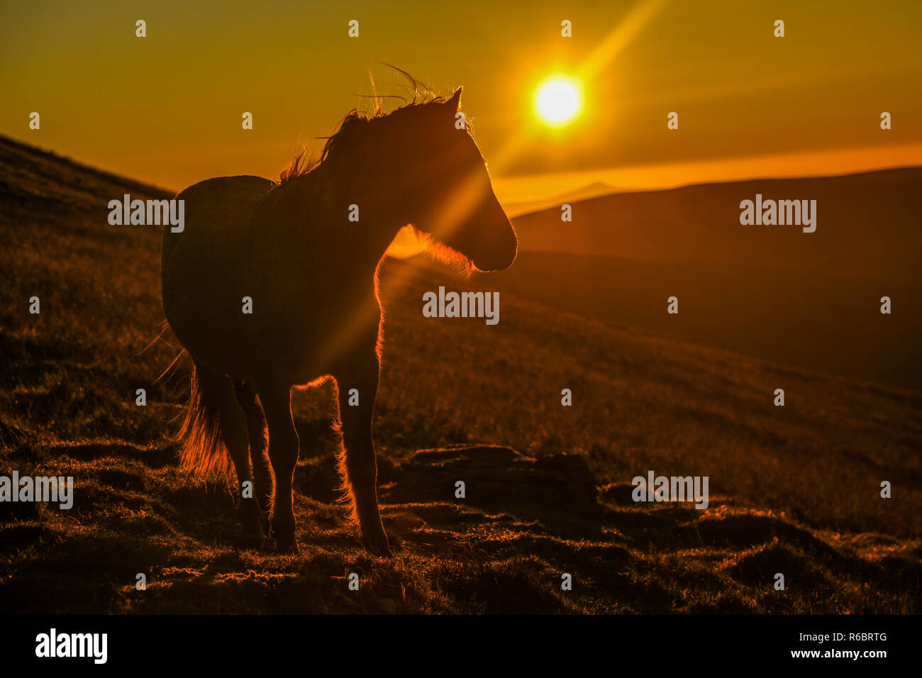 Wild welsh ponies at sunrise at the peak of Pen y Fan, the highest ...