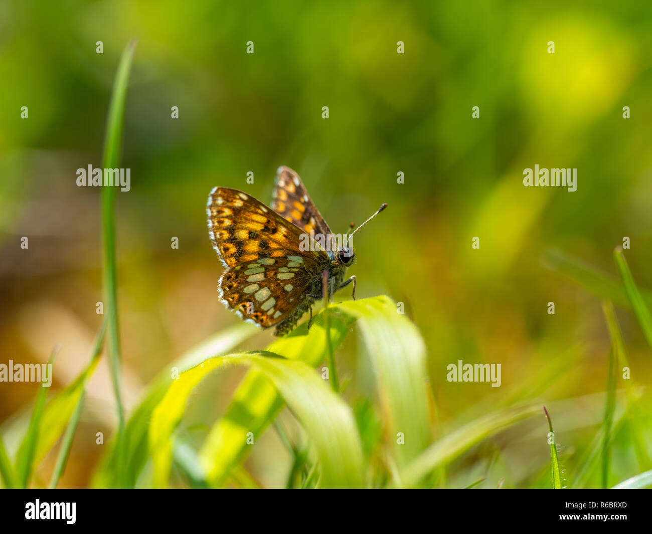 The Duke of Burgundy butterfly ( Hamearis lucina ) resting Stock Photo ...