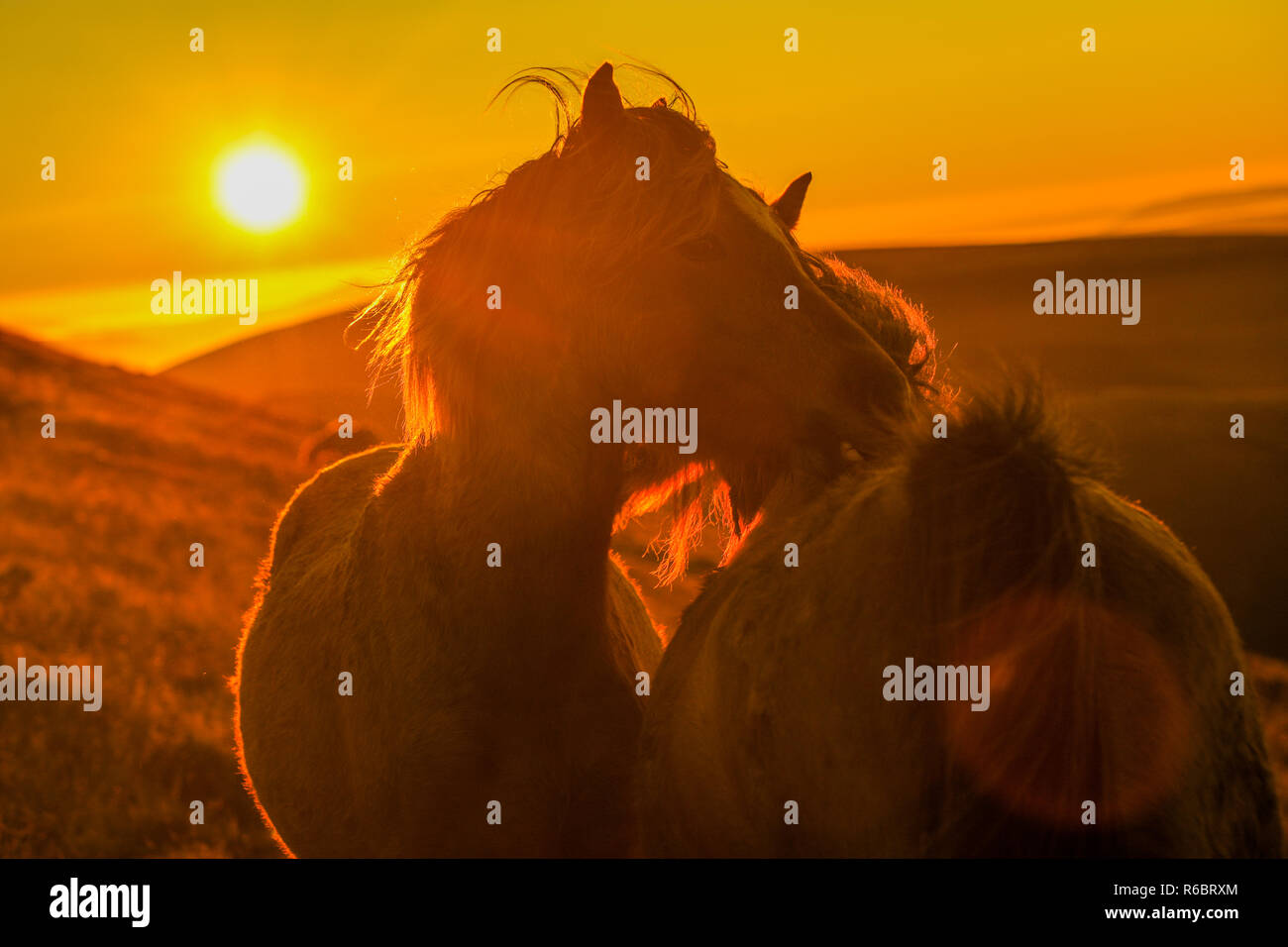 Wild welsh ponies at sunrise at the peak of Pen y Fan, the highest ...