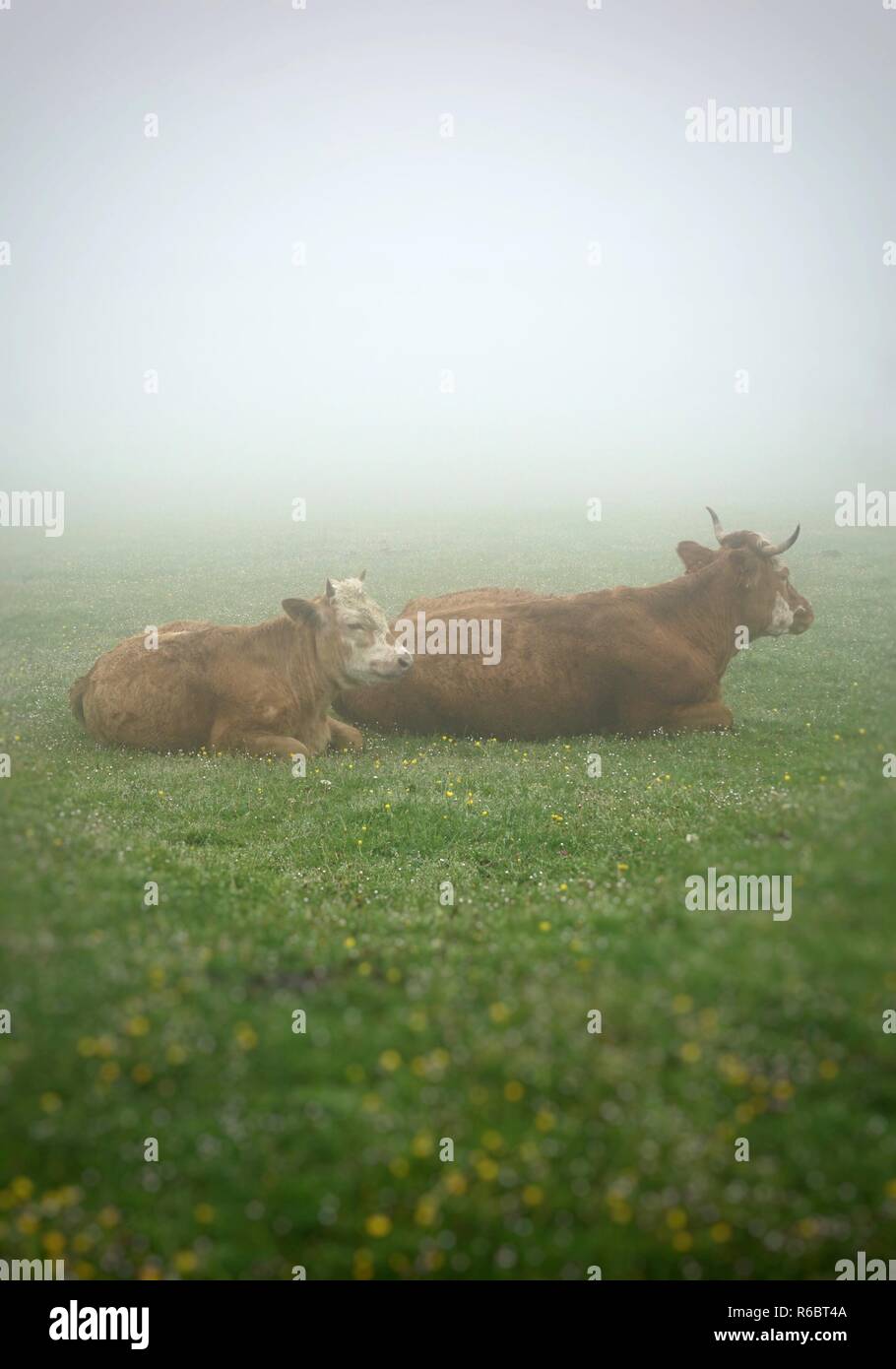 the brown cow portrait Stock Photo - Alamy