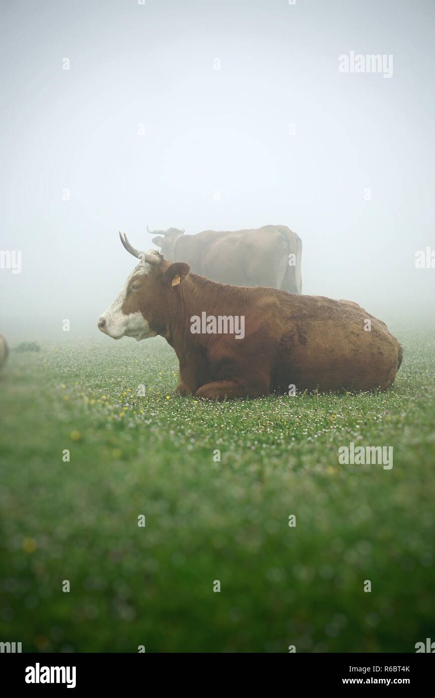 the brown cow portrait Stock Photo - Alamy