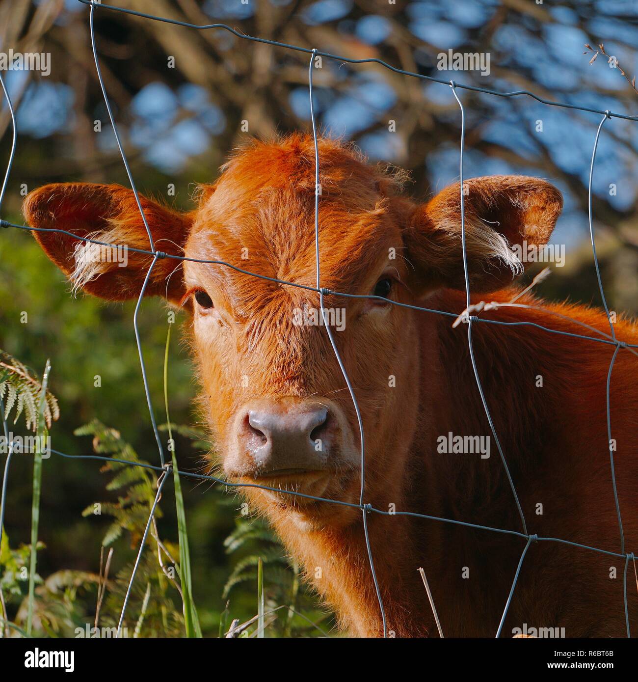 the brown cow portrait Stock Photo - Alamy