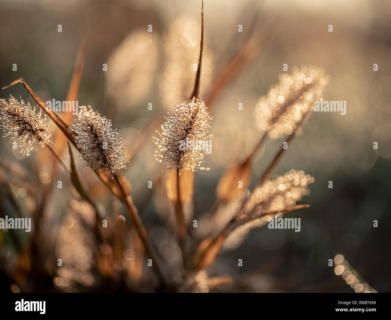 Weizen getreide hi-res stock photography and images - Alamy