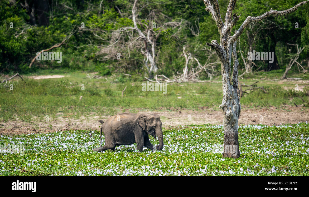 The adult Male of Sri Lankan elephant (Elephas maximus maximus) feeding ...
