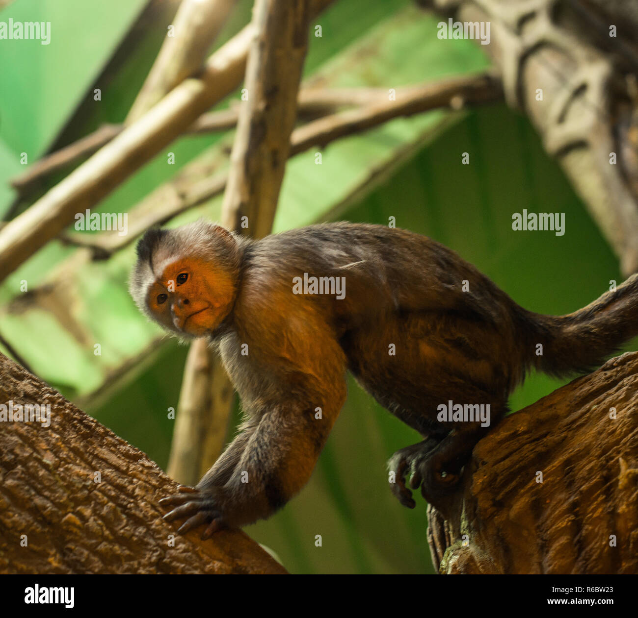 playful monkey in enclosure Stock Photo - Alamy