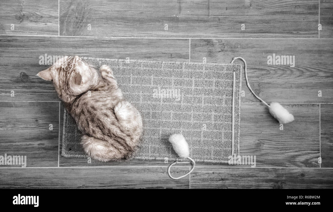 Floor tiles cat hi-res stock photography and images - Alamy