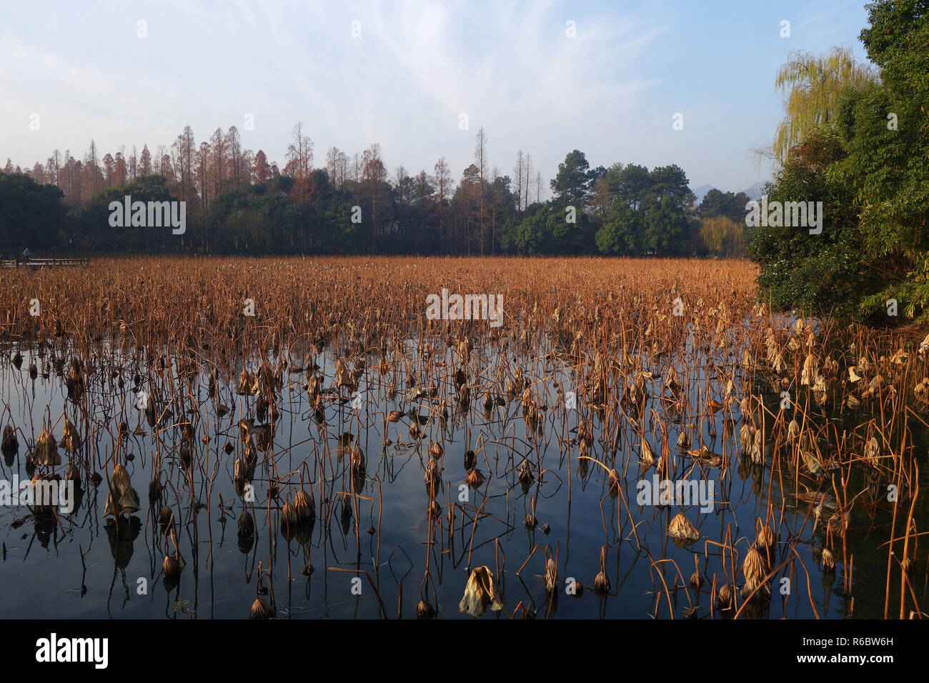 Dead lotuses hi-res stock photography and images - Alamy
