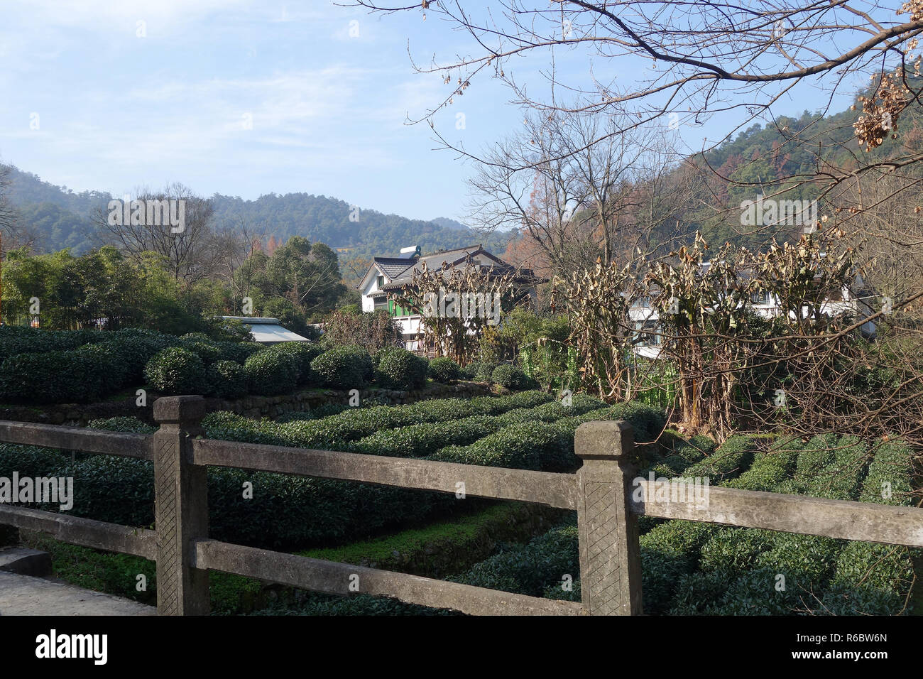 Chinese Longjing tea plantation in Hangzhou Stock Photo - Alamy