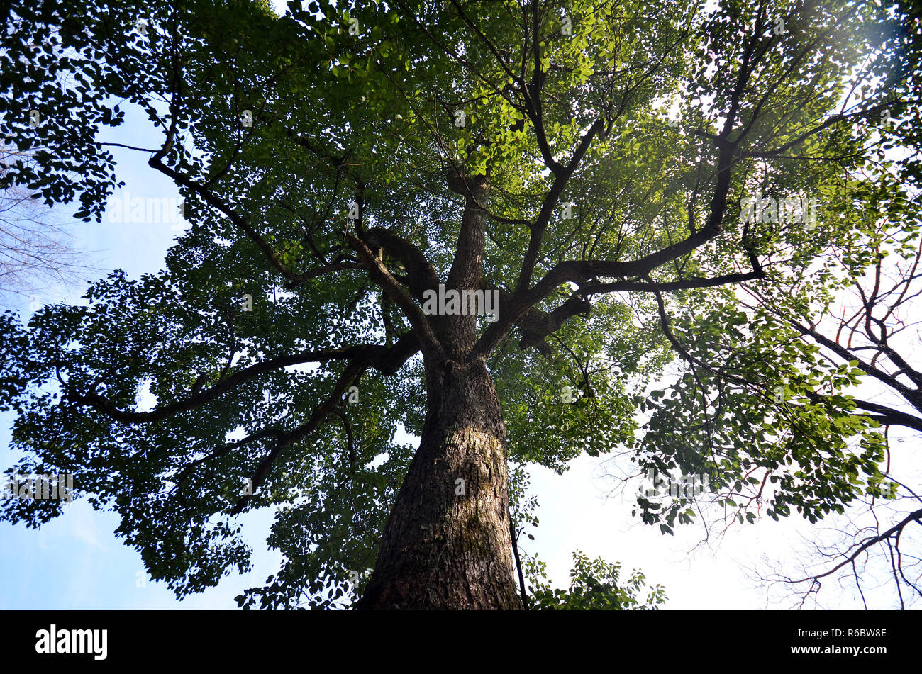 Green leave of tree Stock Photo - Alamy