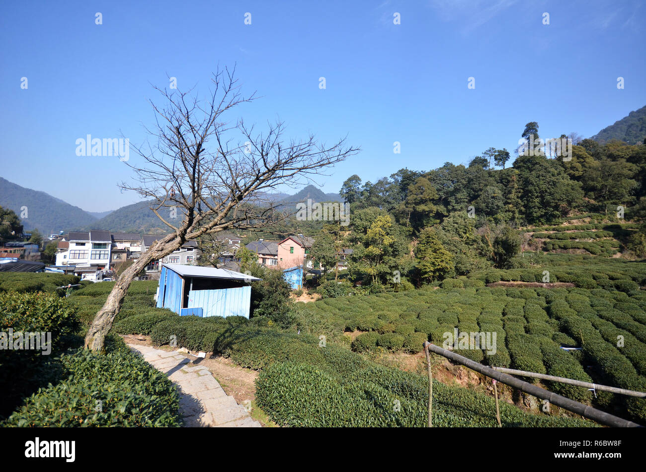 Chinese Longjing tea plantation Stock Photo - Alamy