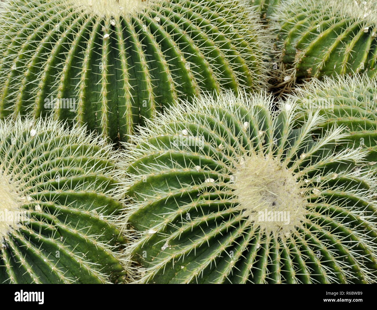 Sphere cactus hi-res stock photography and images - Alamy