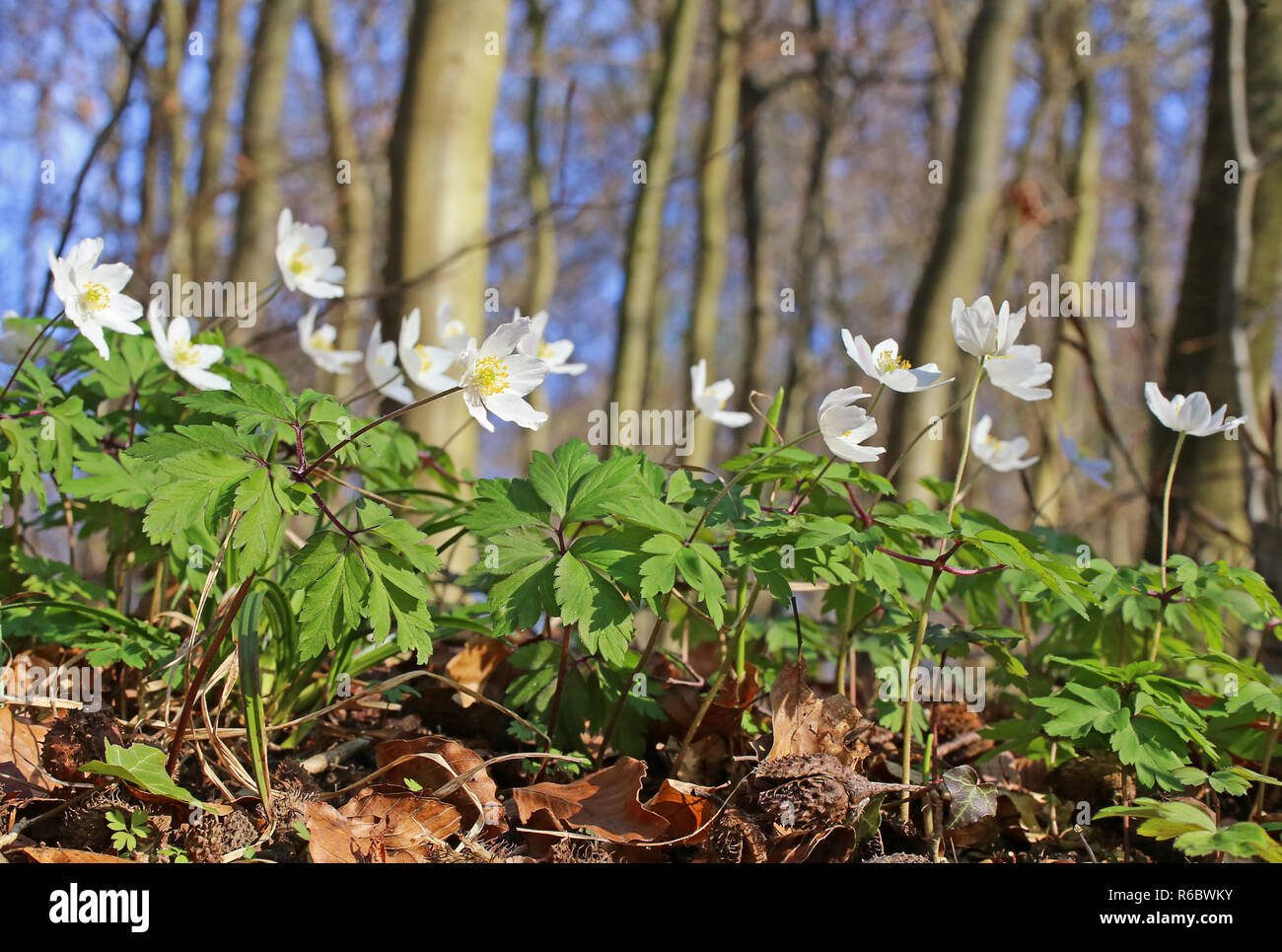 Anemone sylvatica hi-res stock photography and images - Alamy